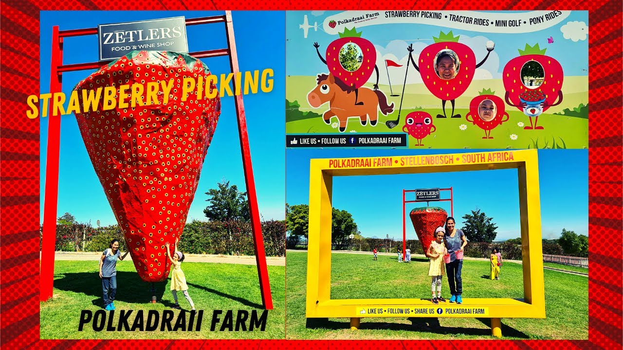 Polkadraii farm Stellenbosch South Africa Strawberry picking 🍓🍓🍓 - YouTube