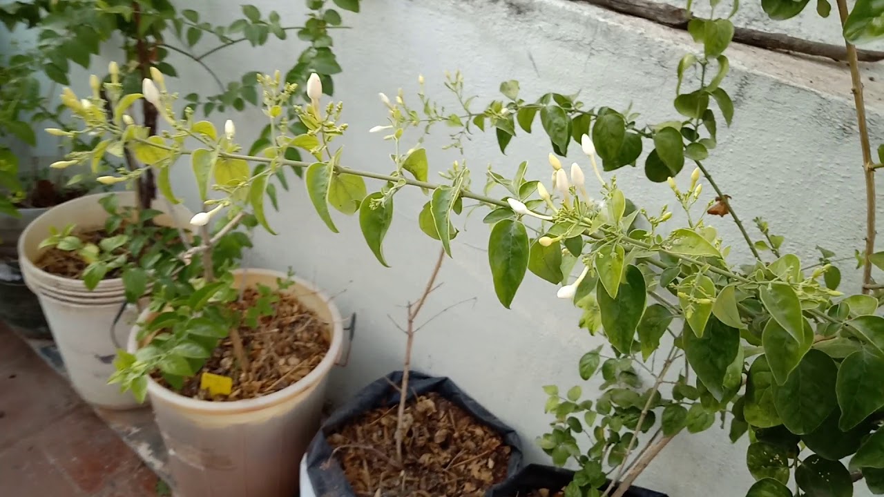 Mullai poo - YouTube