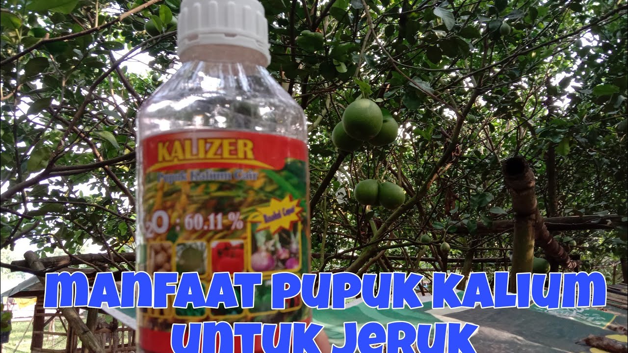 Pupuk kalium untuk jeruk | Manfaat pupuk kalium| Kalizer - YouTube