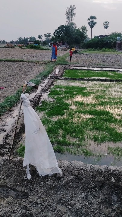 #my new blog#khet mein Pani chal raha hai#trending //..🙏🙏💦 - YouTube