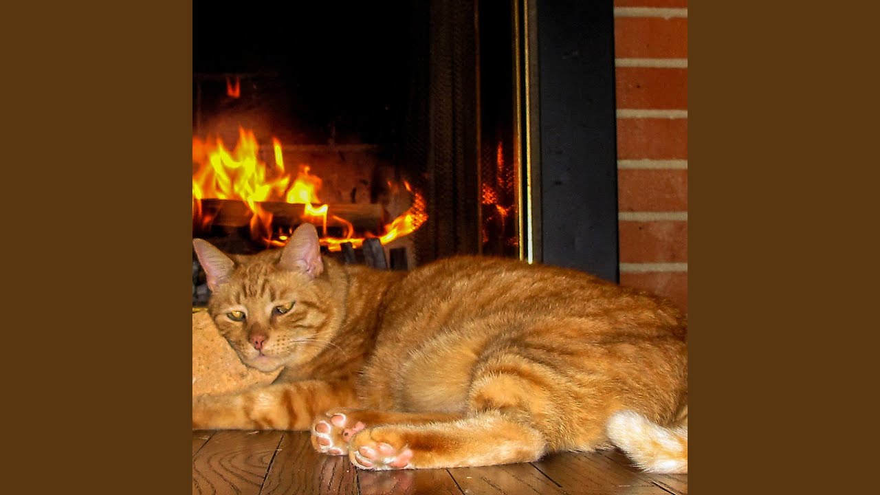 Fiery Harmony for Furry Friends - YouTube