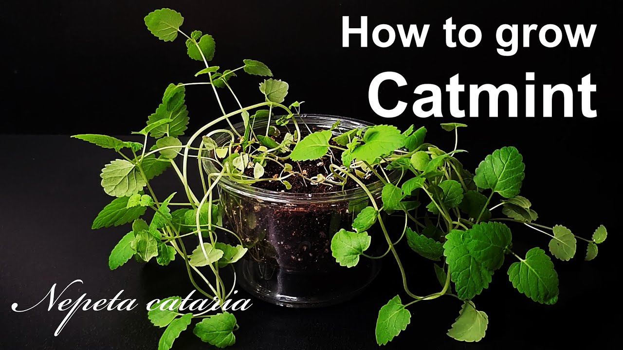 How to grow Catmint｜Growing mints for your cat｜Catnip, Catenep｜How to ...