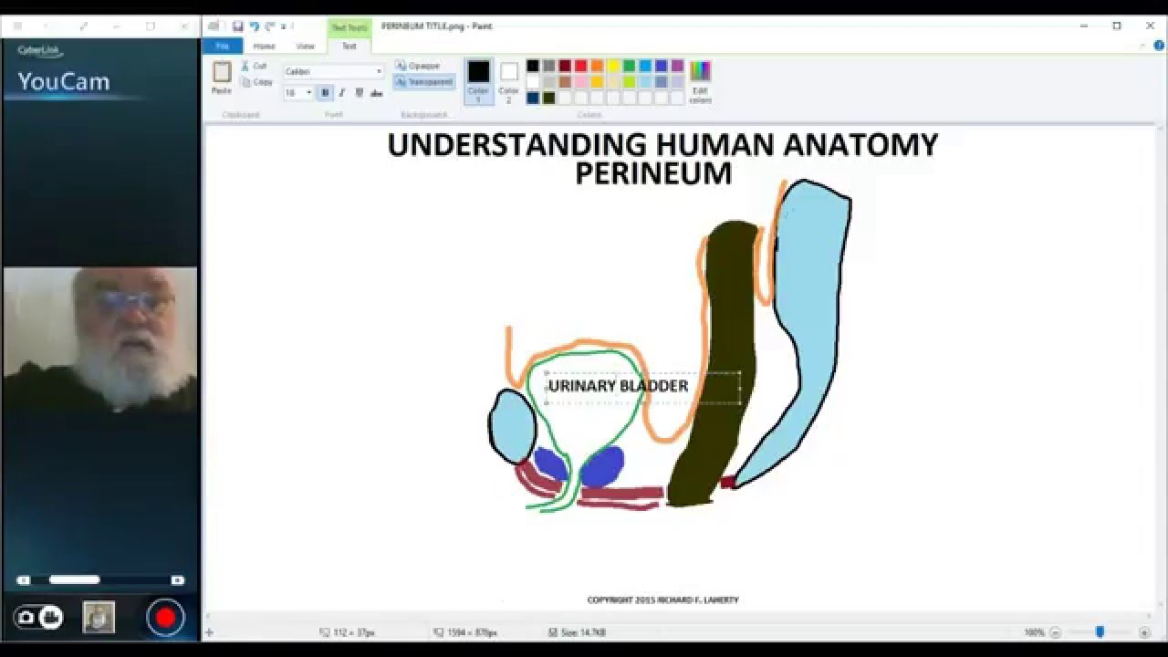 UNDERSTANDING HUMAN ANATOMY-PERINEUM PART 7 - YouTube