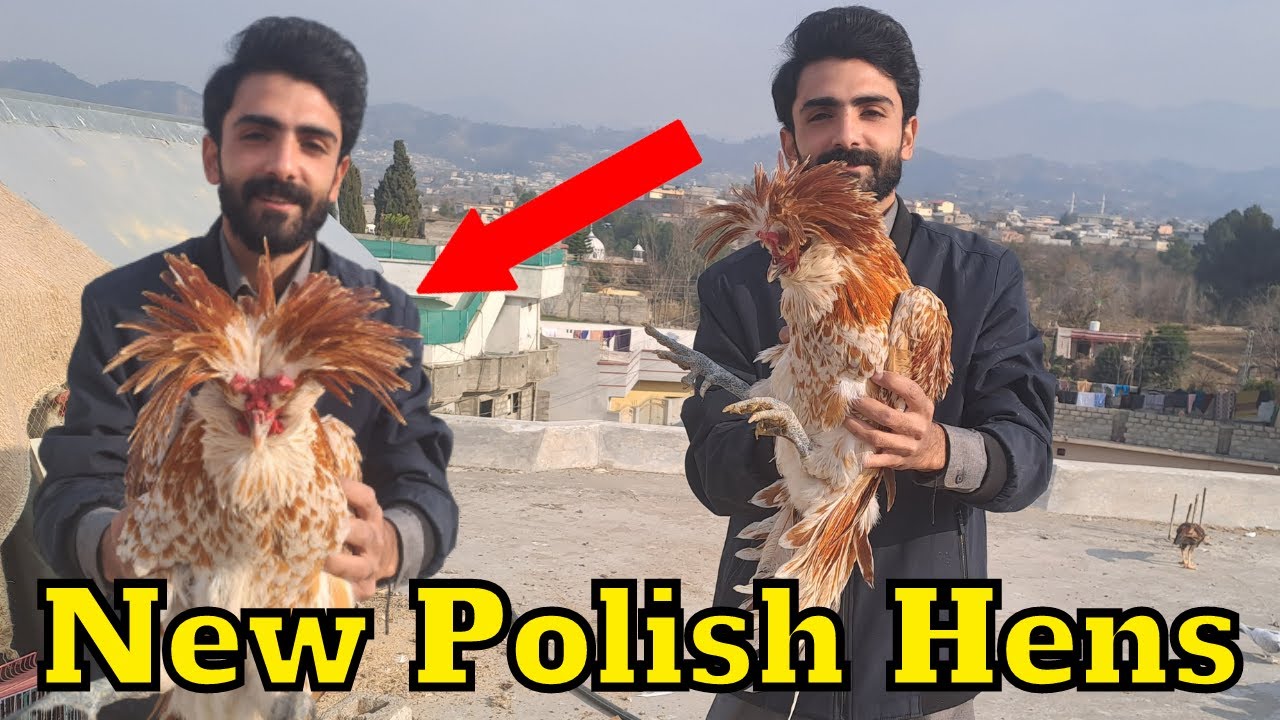 Bringing Home Our New Polish Hens 😀 Pets Vlog - YouTube