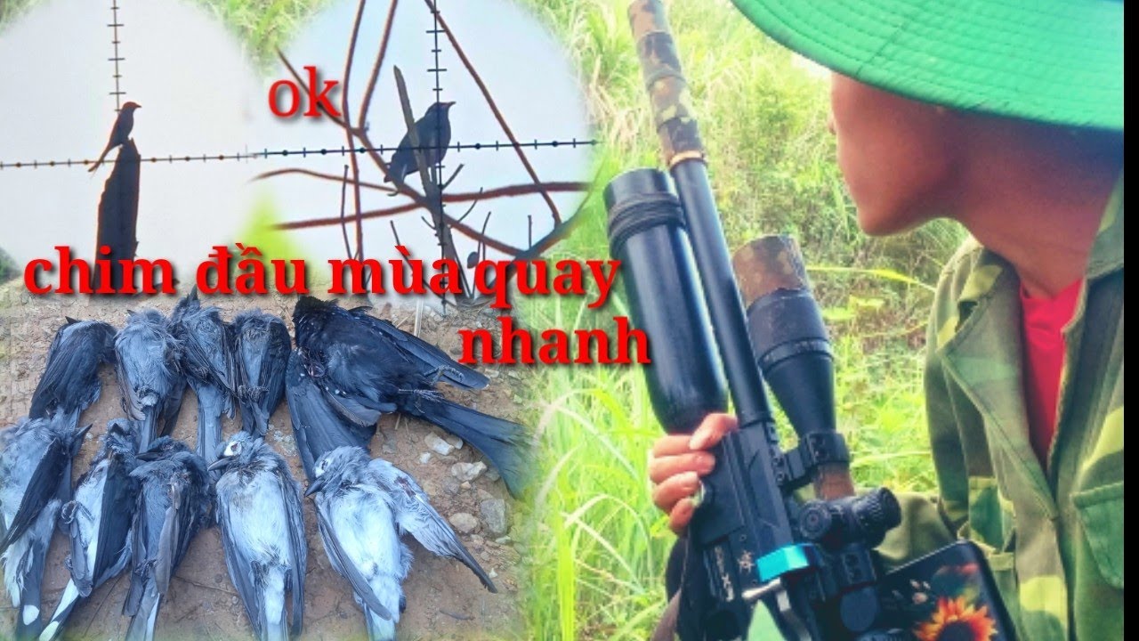 buổi chiều đi bem chim chèo bẻo đầu mùa quá tuyệt vời - YouTube