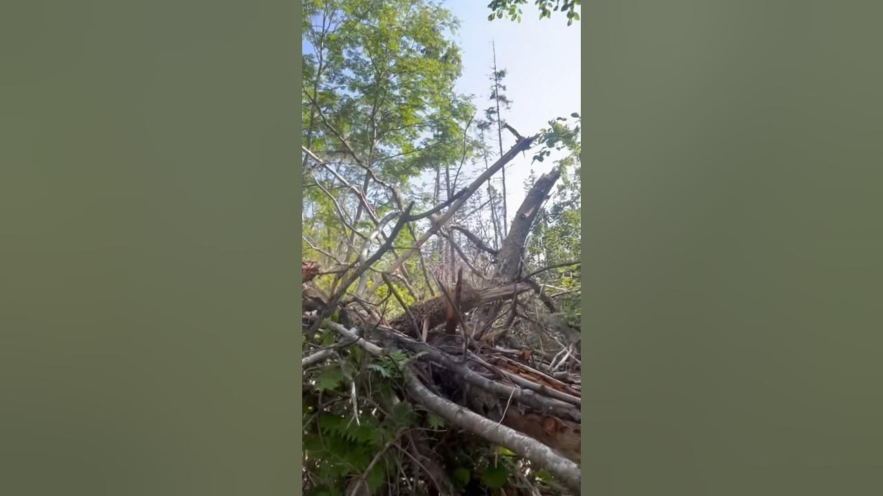 Running after bigfoot, while he smashes trees, towards the Sasquatch ...