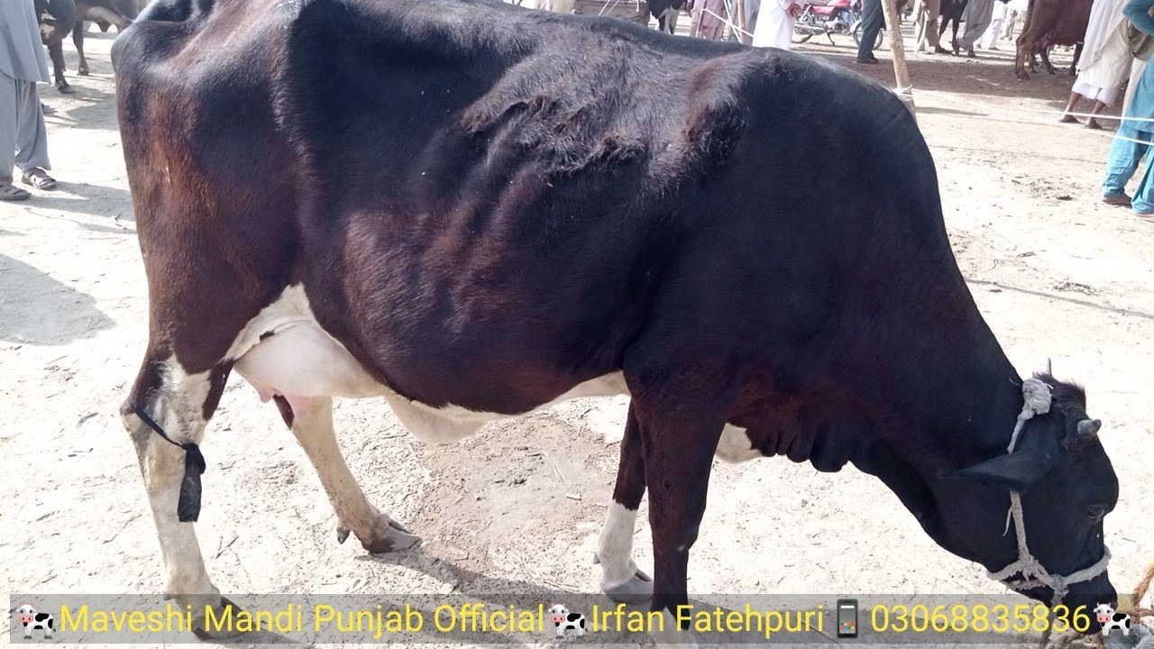 Jersey Walati Cross Cow first timer For Sale in Cow Mandi - Maweshi ...