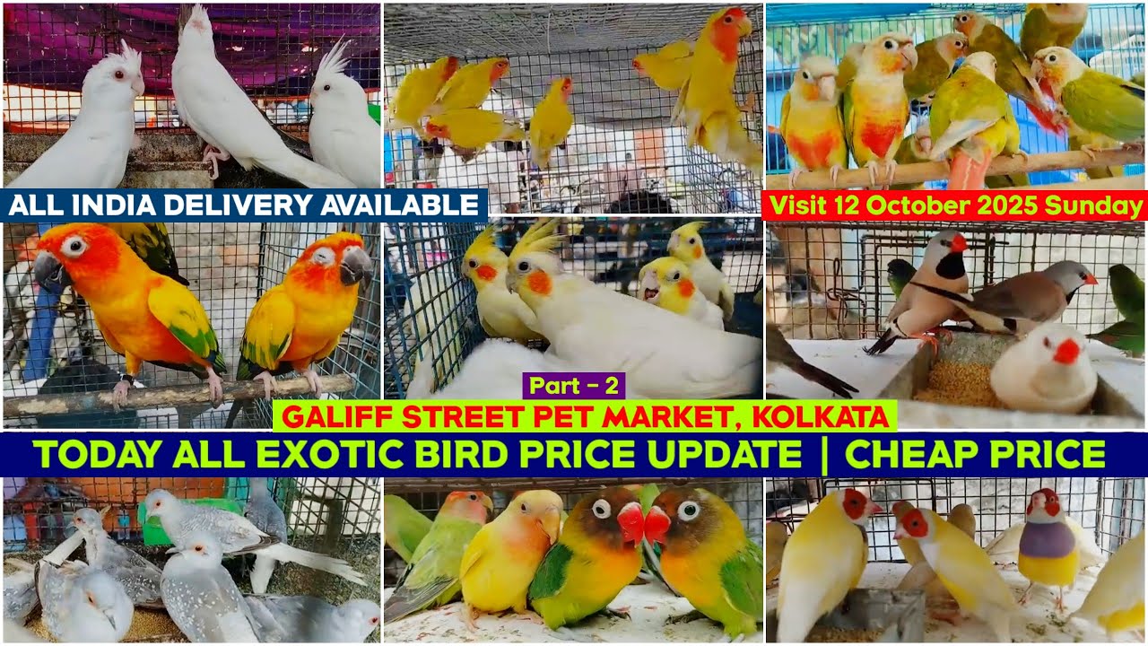 Kolkata Bird Market | Exotic Bird Price Update | Galiff Street Pet ...