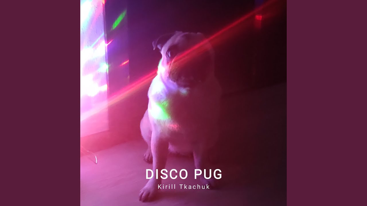Disco Pug - YouTube