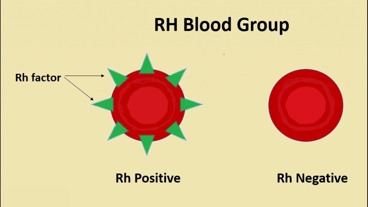 Blood Type Vs Haplotype PT 1 - YouTube