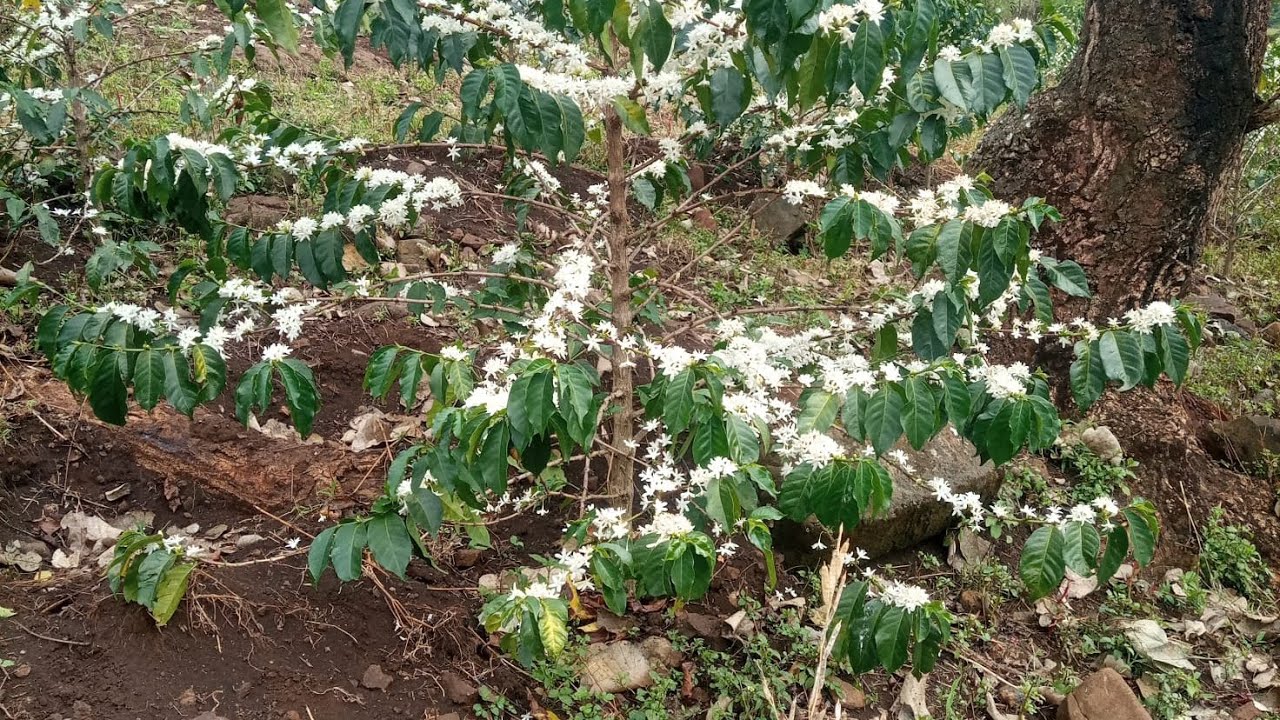 COFFEE FARMING: Batian coffee variety's flowering season. - YouTube