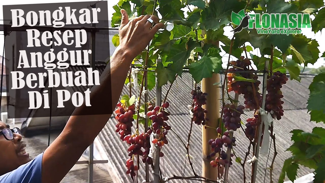 Cara Membuahkan Anggur Di Pot. [How to grow grape plants at home - YouTube