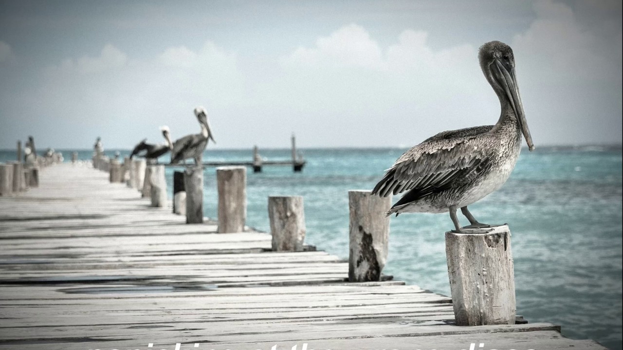 cosmo sheldrake "pelicans we" but you're standing at the seaside - YouTube