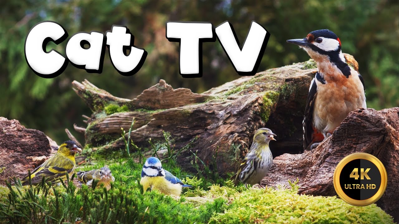 Cat TV for Cats to Watch 🐈 - BIG BOSS ON FEEDER 🐦‍⬛ (4K) - YouTube