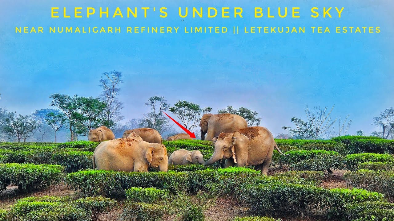 Elephants Walking Under the Blue Sky | A Magical Sight of Nature 🥰 🐘 ...