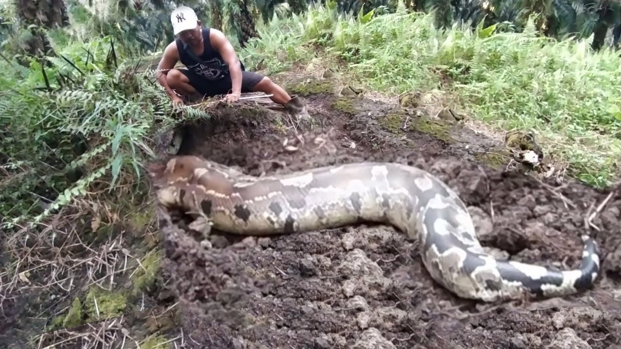 INILAH SOSOK WUJUD ASLI ULAR PYTHON TANAH BESAR MIRIP ANACONDA KW ...
