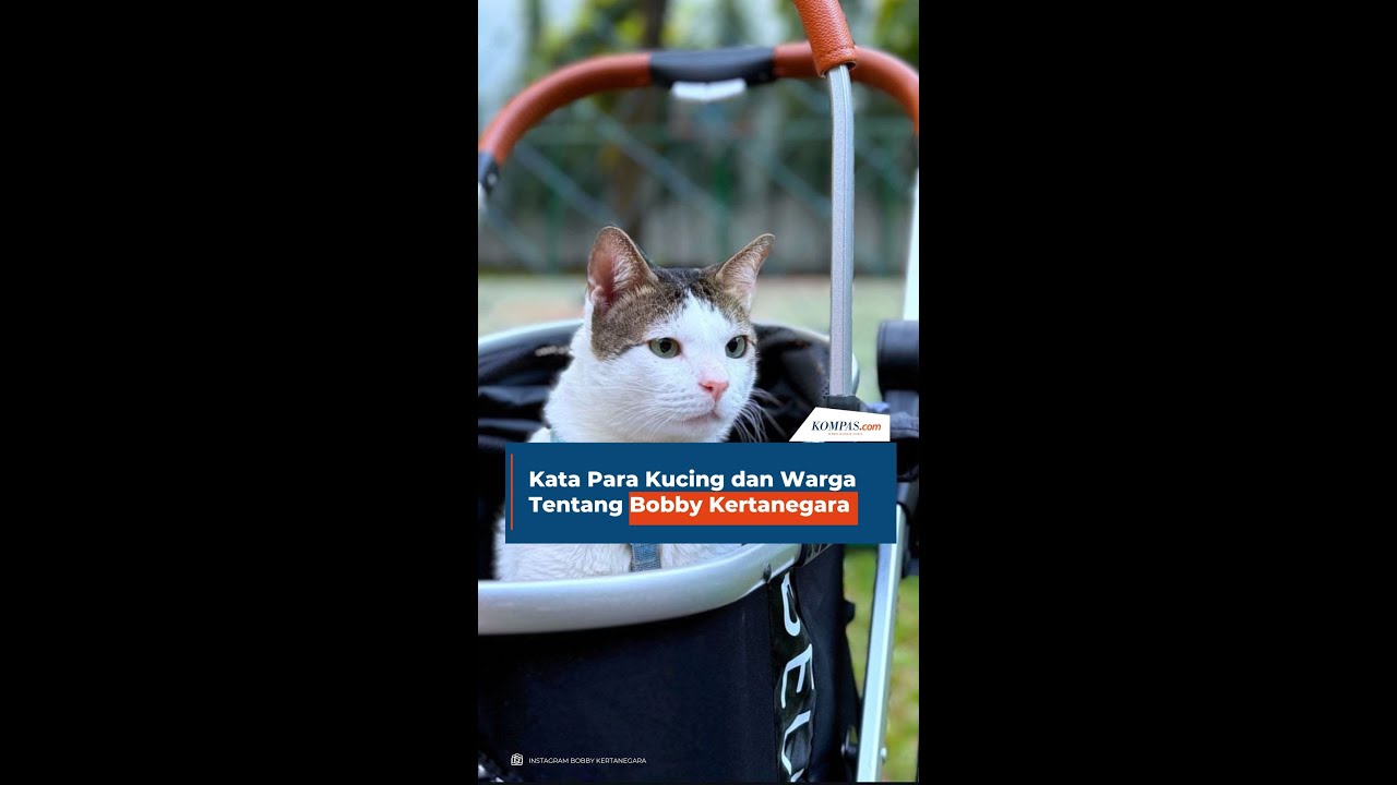 Kata Para Kucing dan Warga Tentang Bobby Kertanegara - YouTube