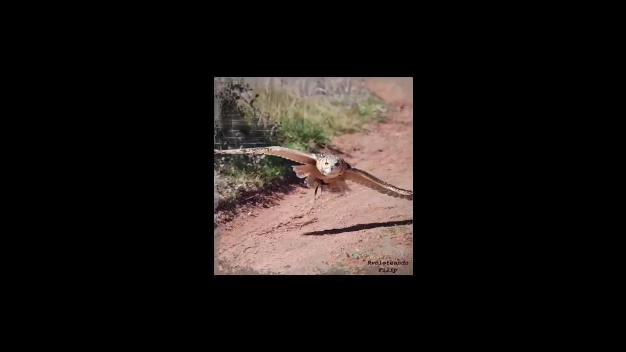 Búho Real cazando paloma - YouTube