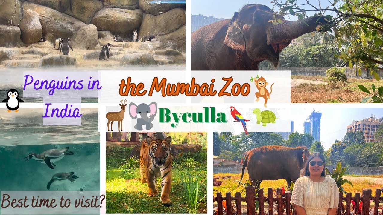 The Mumbai Zoo | Penguins 🐧 in Mumbai | Complete Tour Guide | Best time ...