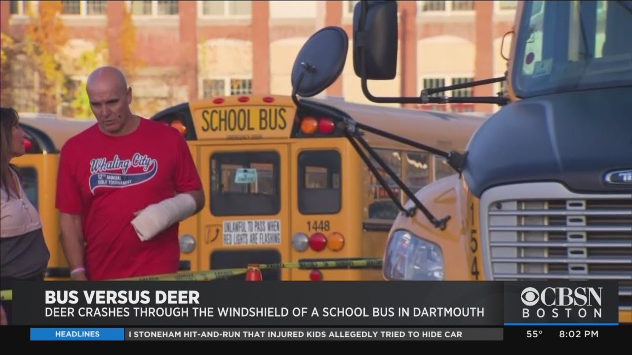 Deer Crashes Into School Bus Windshield In Dartmouth - YouTube