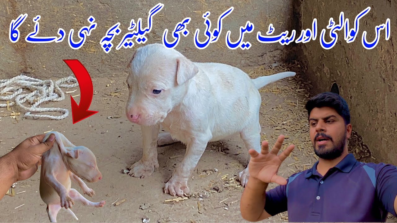 Gultair puppy pair for sale | Pink Nose Gultair Puppy | Pets Vlogs ...