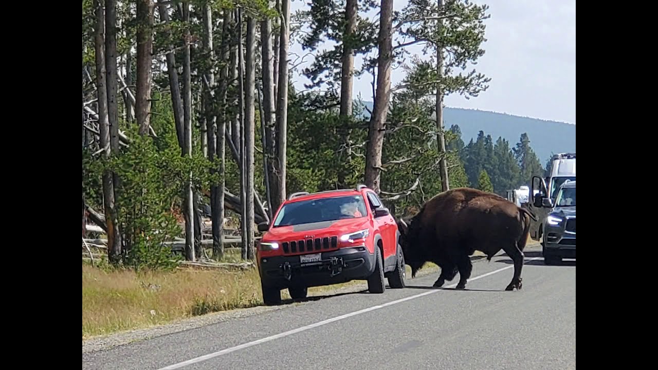 BISON HITTING A CAR! - YouTube