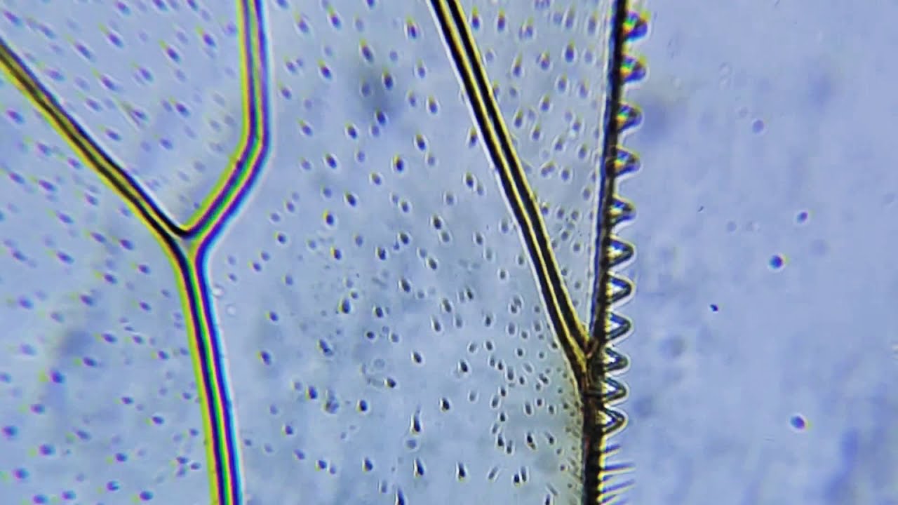 Honeybee Wing under Microscope - YouTube