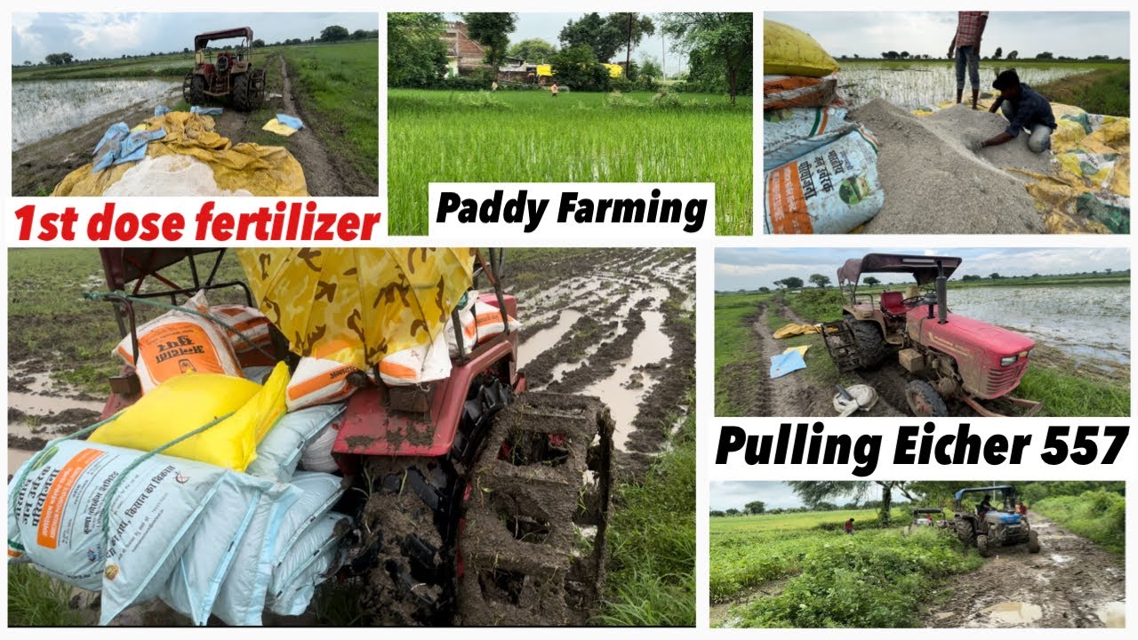 !! 1st Dose Fertilizer in paddy To Fertilize | धान में खाद डालने के लिए ...
