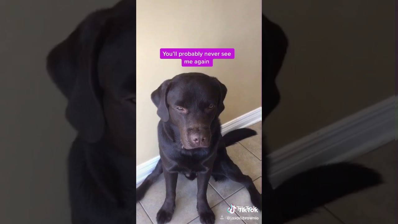 Random cute video - YouTube