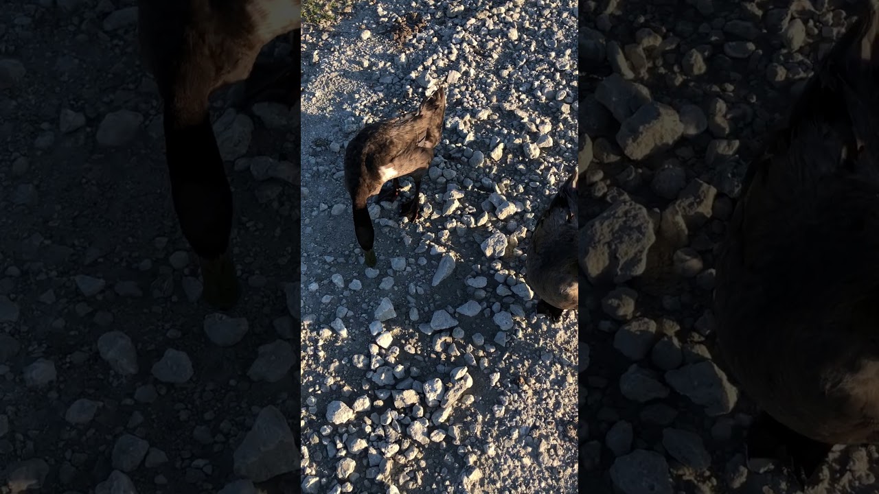 The Duck Tank - YouTube