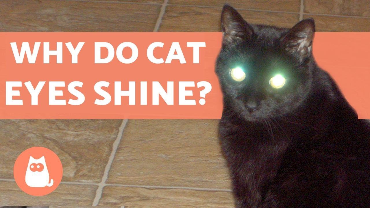 Why Do Cat Eyes Shine In Photos YouTube