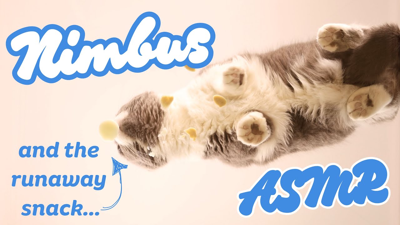 Nimbus vs. the Runaway Snack: ASMR Cat Snack Struggles! - YouTube
