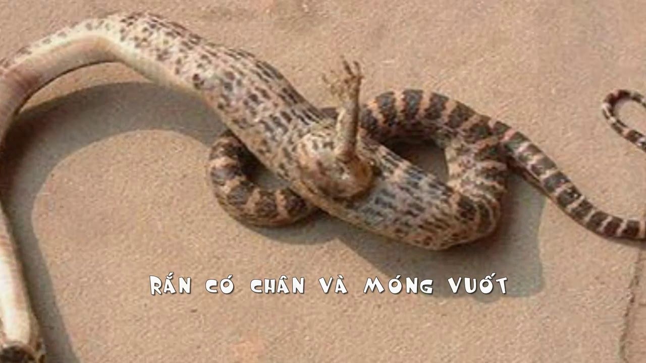 Chuyện lạ Rắn có chân , rắn 2 đầu kì lạ ở Việt Nam - YouTube