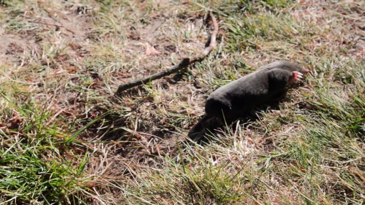 Rare Mole sighting - YouTube