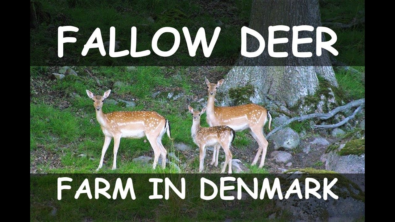 Fallow deer I Farm in Denmark - YouTube