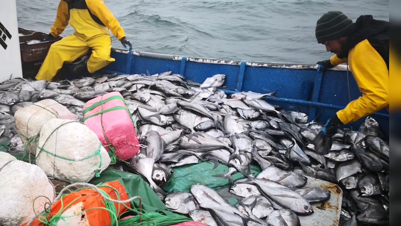 Pesca de reineta - YouTube