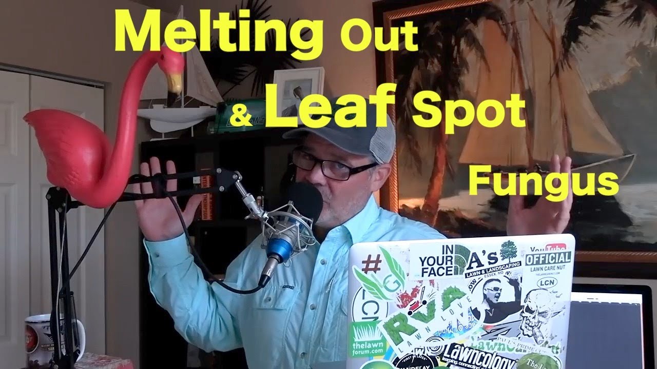 Leaf Spot and Melting Out Lawn Disease | Lawn Fungus - YouTube