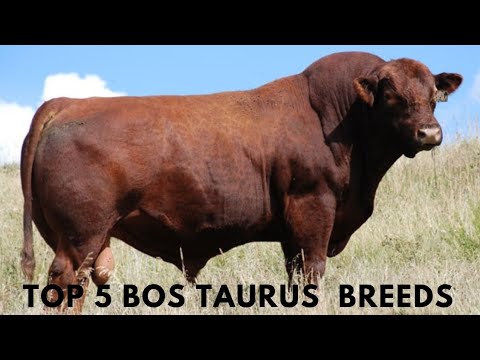 Top 5 Bos Taurus Cattle Breeds You Should Know! - YouTube