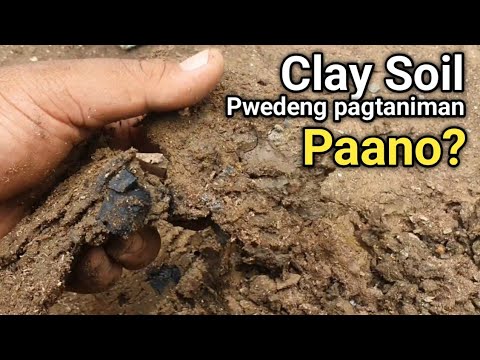 Paano Mapapaganda ang Matigas na Lupa / Clay Soil para Pagtaniman - YouTube