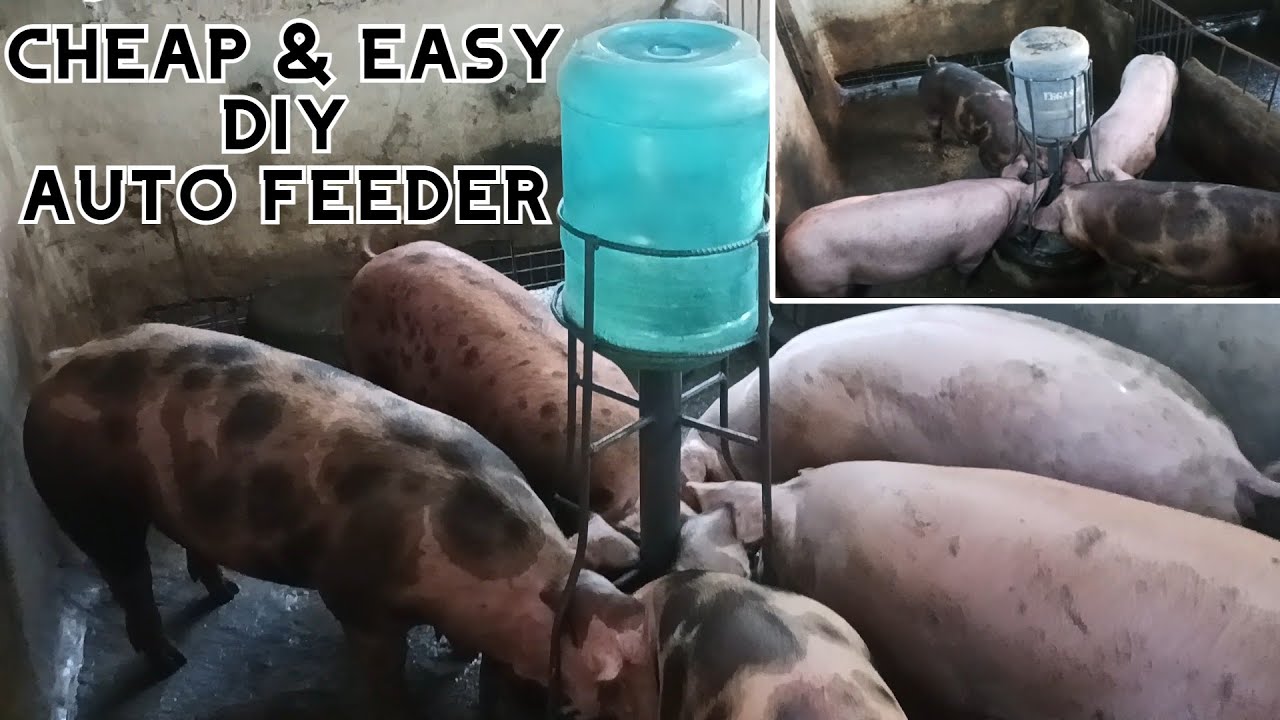 DIY AUTO FEEDER I JeRox - YouTube