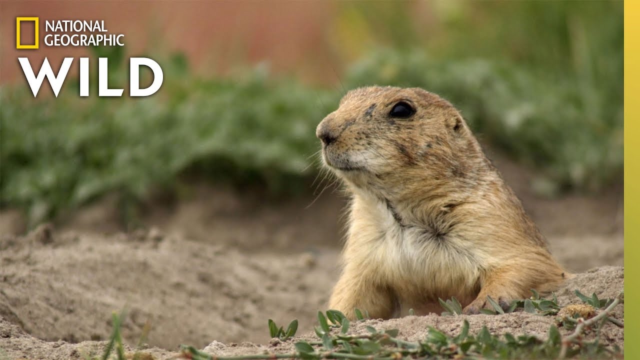 Prairie Dog Population of Texas | America the Beautiful - YouTube