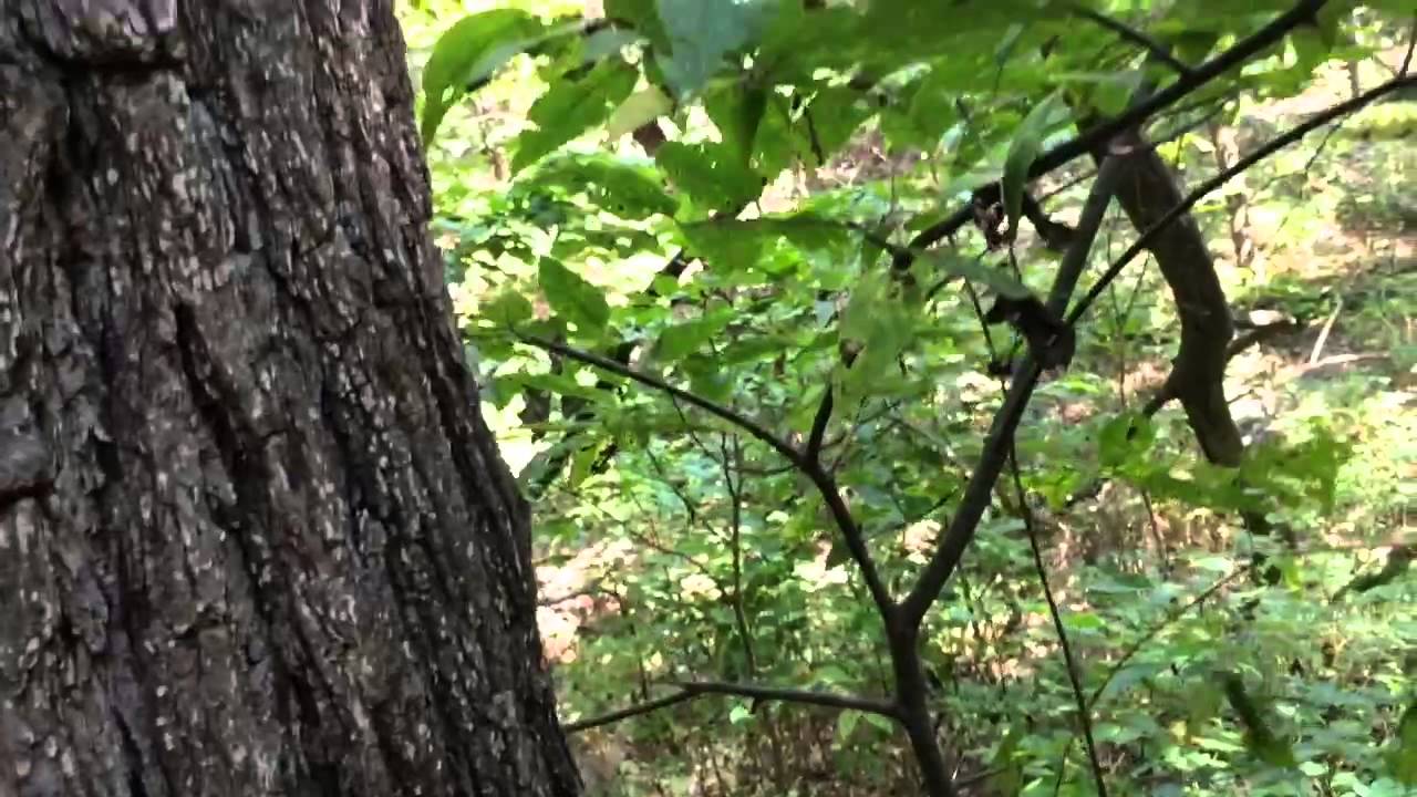 Swamp donkey part 3 - YouTube