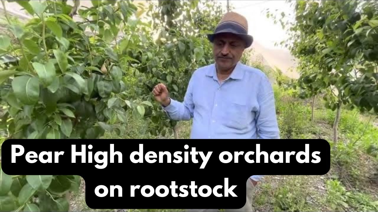 High density orchard of pear on root stock - YouTube