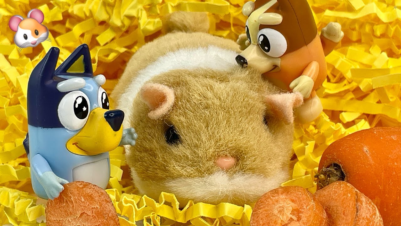 Bluey and Bingo Run Hamster Run! 🐹 - YouTube