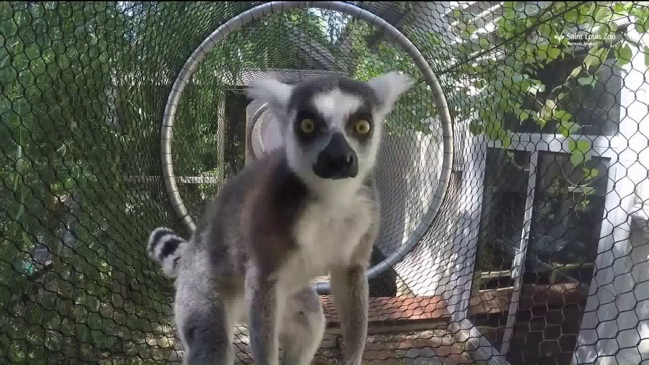 Saint Louis Zoo's 'Primate Canopy Trails' expansion will bring you ...