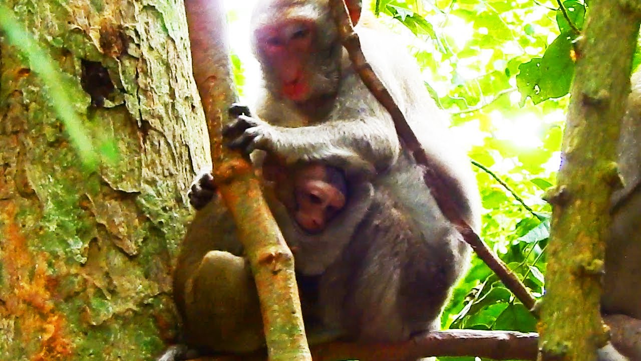 OM..! JONNA MONKEY CRYING SO MUCH COS ANGRY JANE STRONGLY. - YouTube