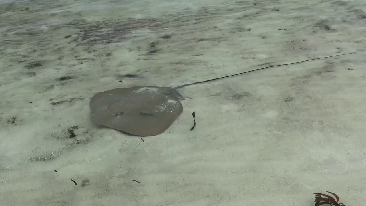 Sting Ray on the shore of Desroches Island - Seychelles. - YouTube