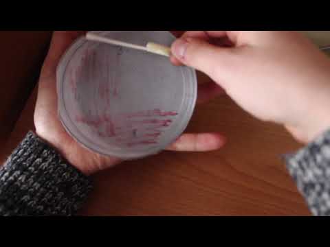 Come avviene la semina in piastra petri? - YouTube