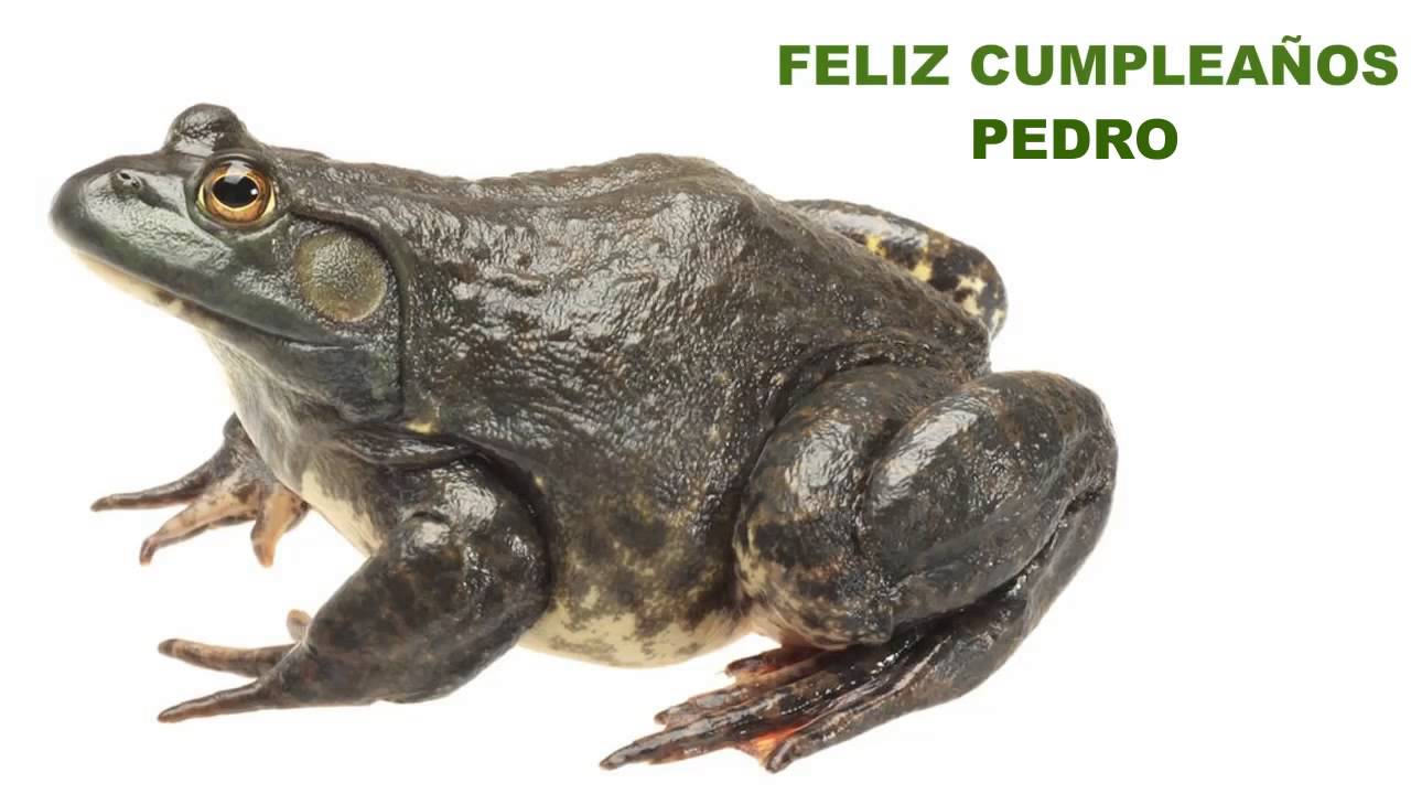 Pedro Animals & Animales - Happy Birthday - YouTube