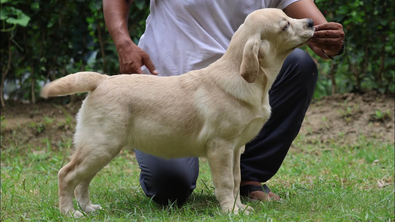 Puppy show training || Best female Labrador puppy || KCI registered ...